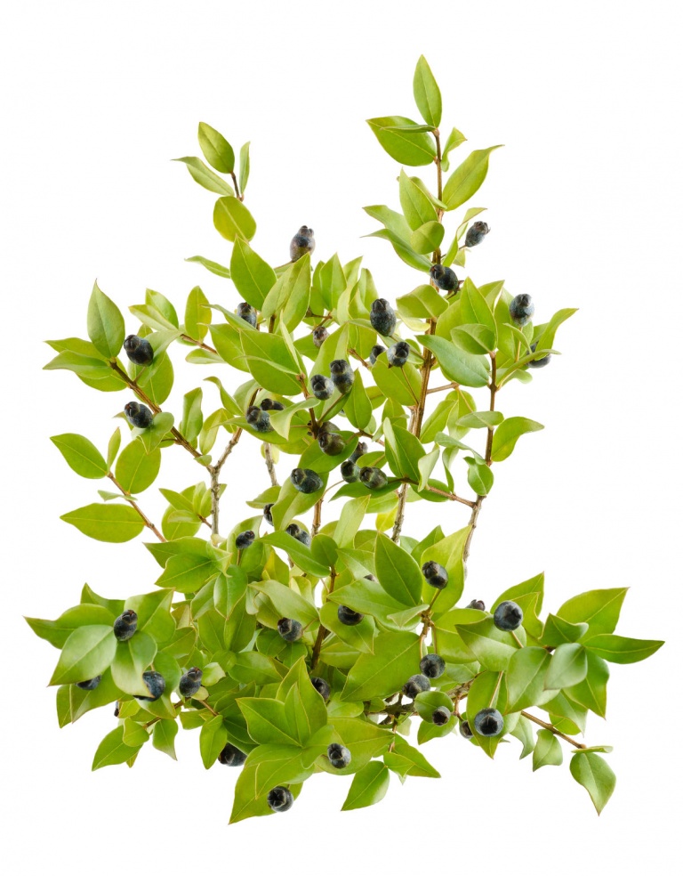 Huile essentielle de myrte vert BIO Intimu - Intimu, huiles ...