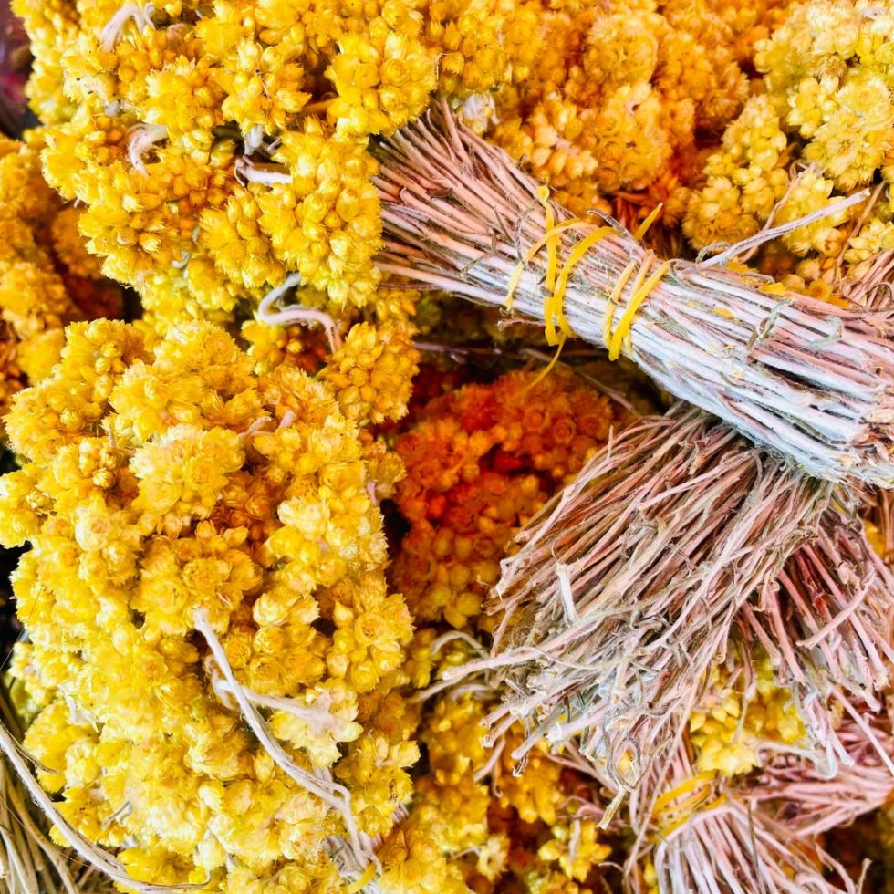 Immortelle de Corse : comment bien l'utiliser