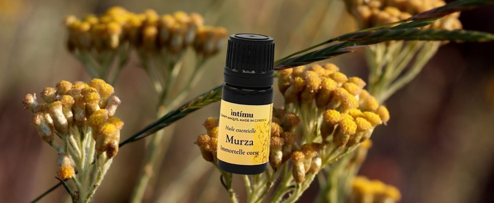 Comment bien utiliser l’immortelle de Corse au quotidien