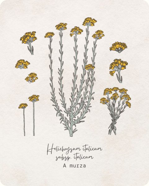 L'immortelle fleur de Corse - Intimu, huiles essentielles BIO et ...